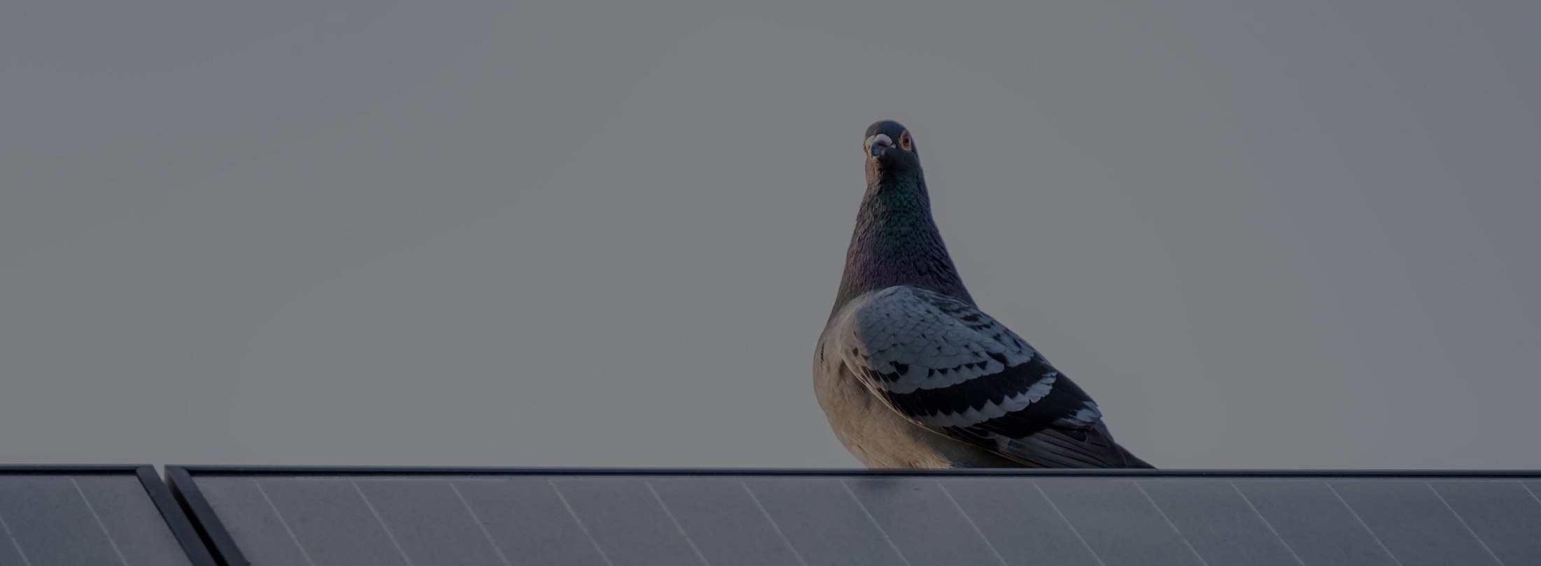 Safe & Humane Bird Proofing Solar Panels San Diego